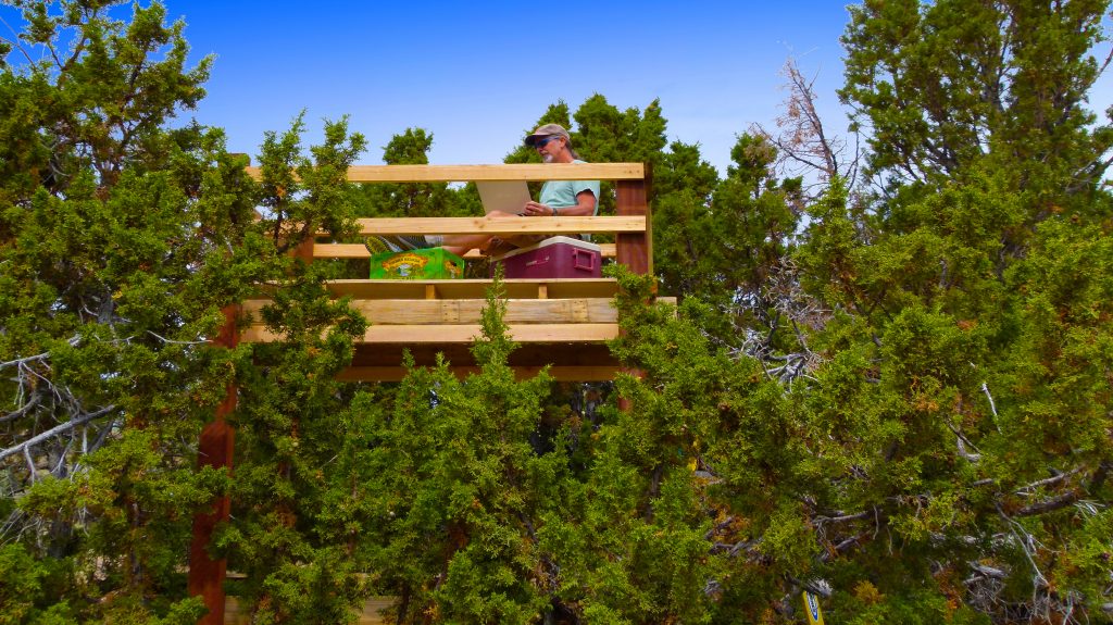 Time for a Tree House